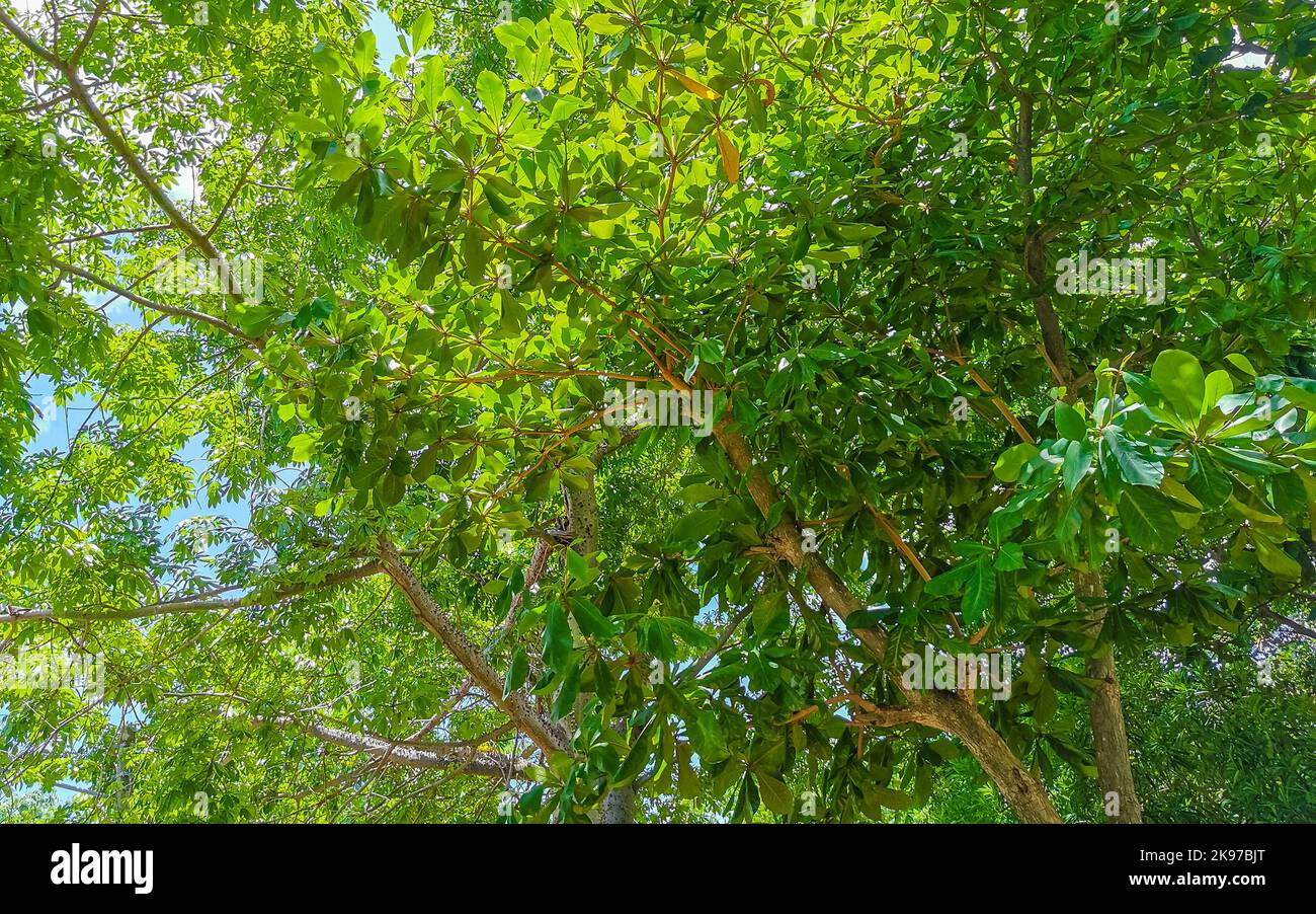 Tropical mexican caribbean beach palm trees and fir trees in jungle ...