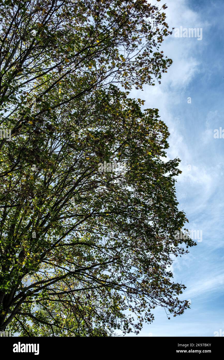 Some trees have shed all leaves hi-res stock photography and images - Alamy