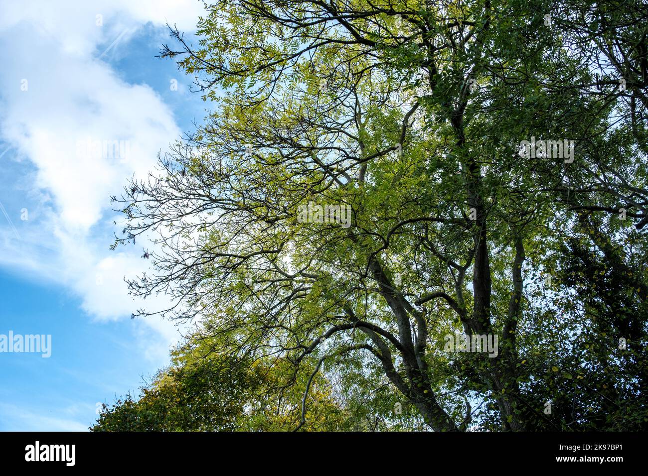 Some trees have shed all leaves hi-res stock photography and images - Alamy