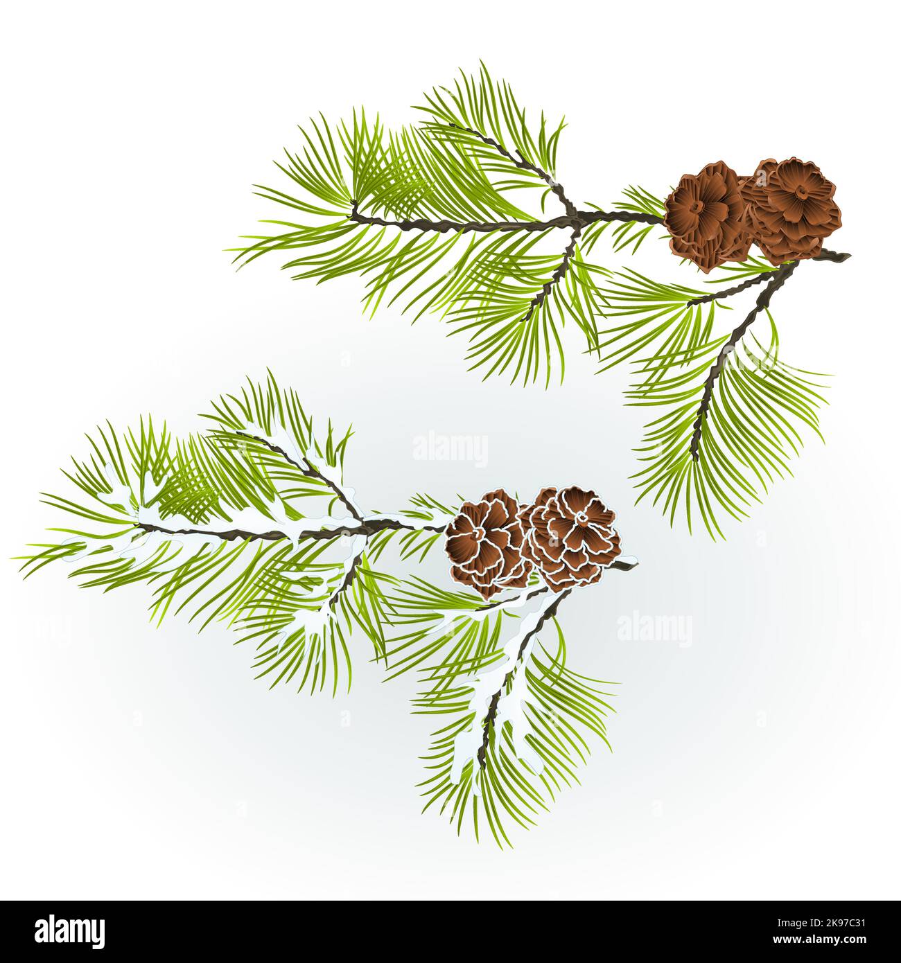 Conifer Branch Pine with pine cones autumnal and winter snowy natural ...