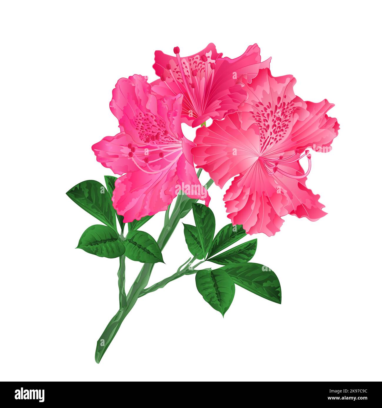 Flowers red rhododendrons twig on a white background vintage vector ...
