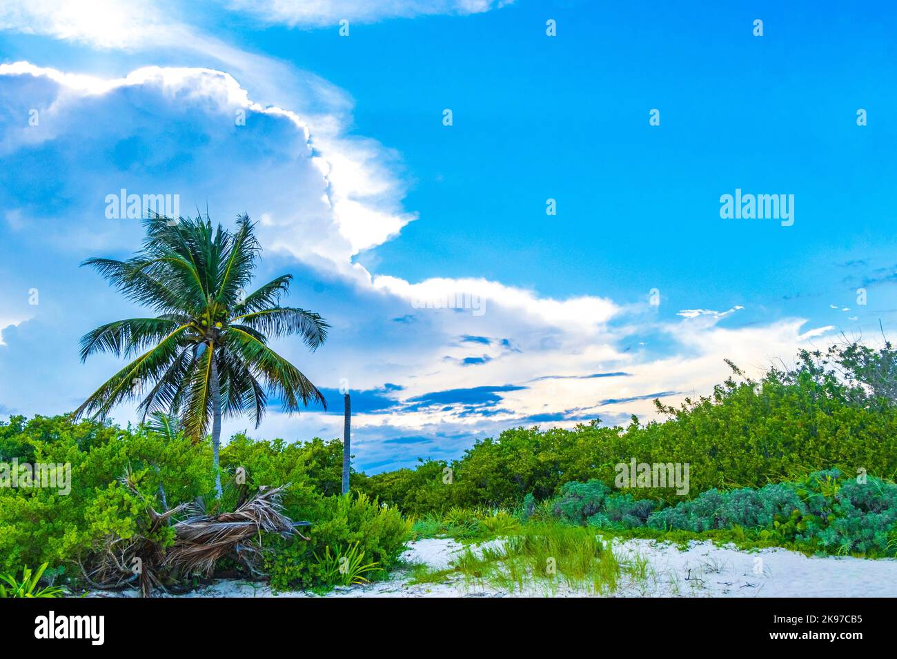 Tropical mexican caribbean beach palm trees and fir trees in jungle ...