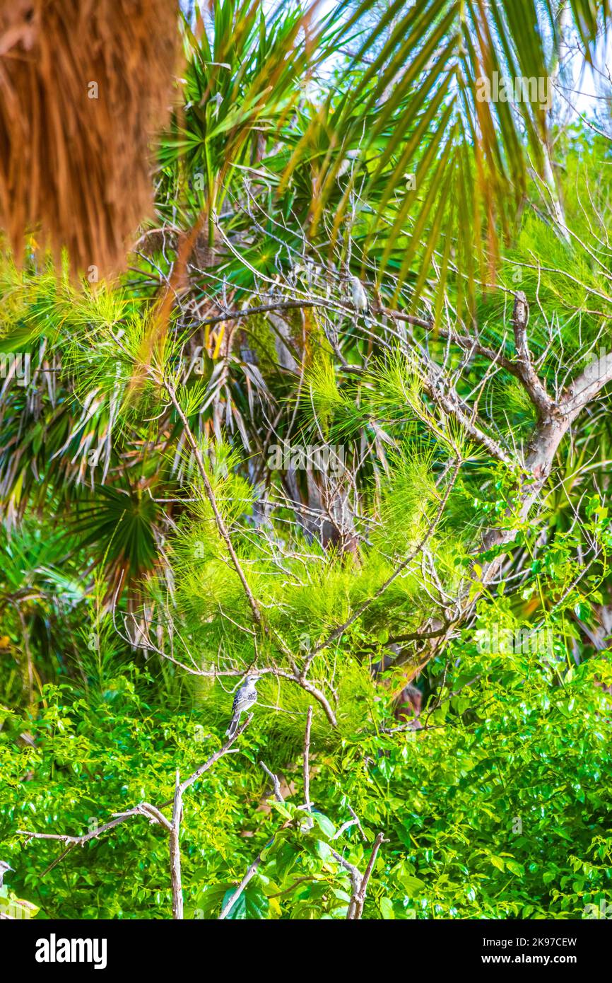 Tropical mexican caribbean beach palm trees and fir trees in jungle ...