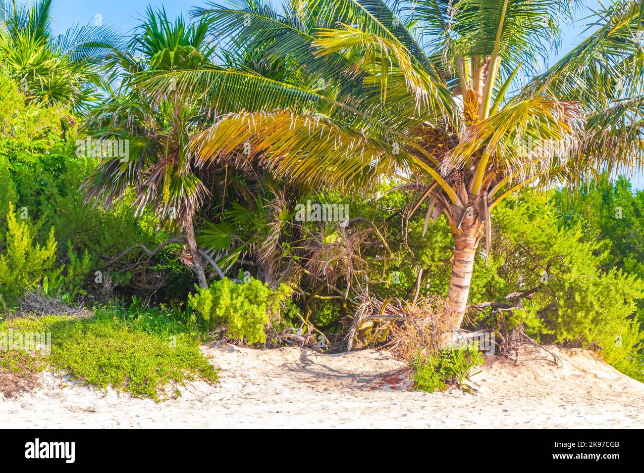 Tropical mexican caribbean beach palm trees and fir trees in jungle ...