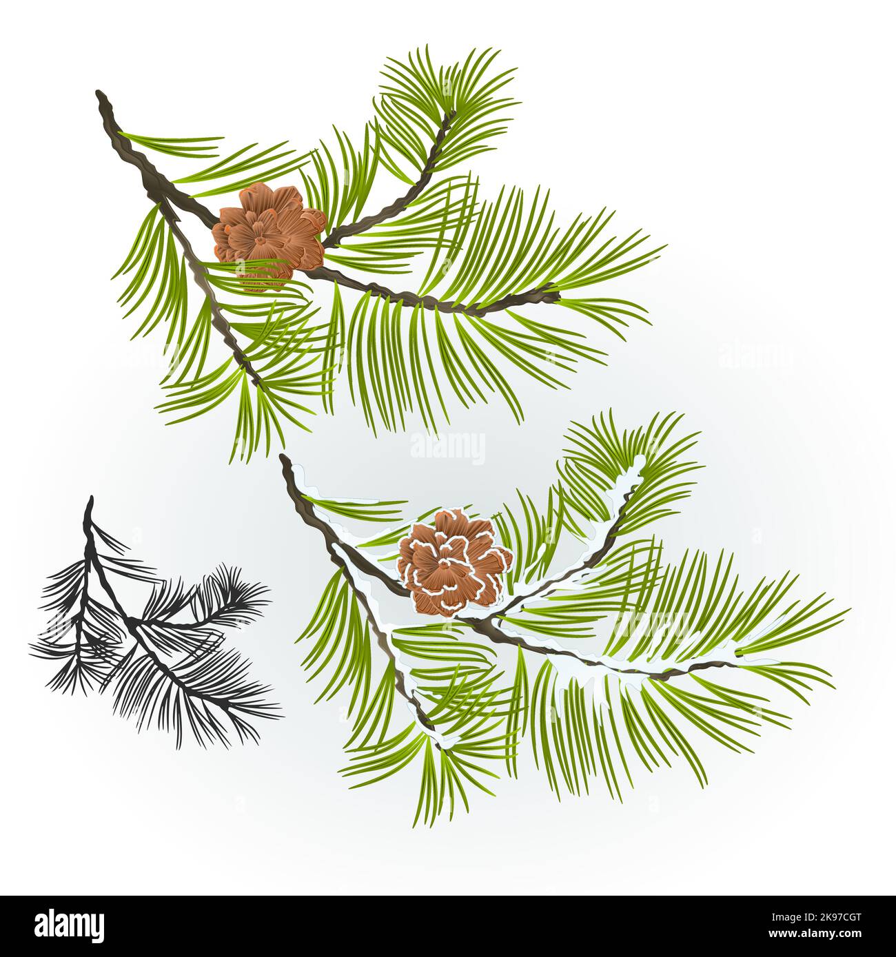 Pine tree and pine cones branch autumnal and winter snowy natural ...