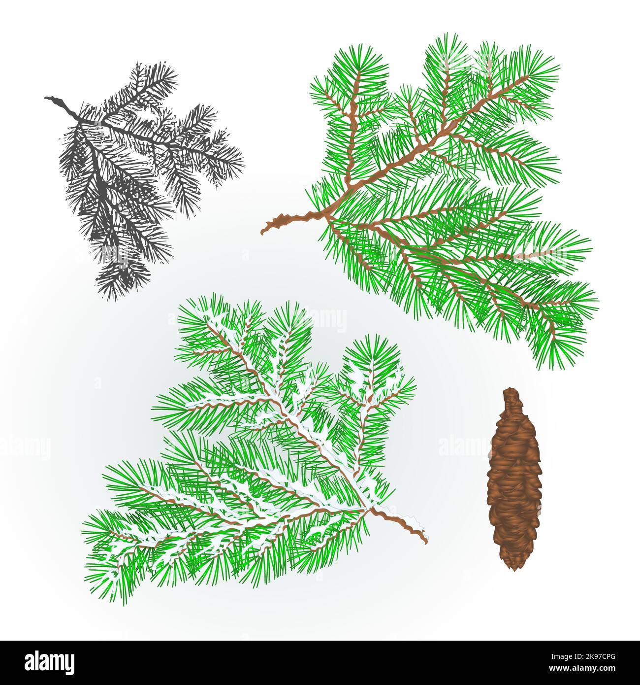 Spruce branch lush conifer autumnal and winter snowy natural background vector illustration ...