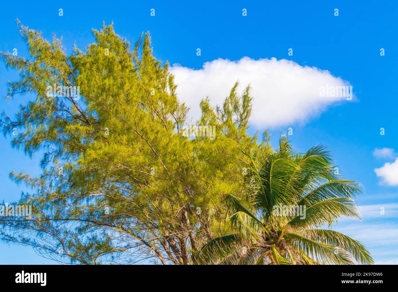 Tropical mexican caribbean beach palm trees and fir trees in jungle ...