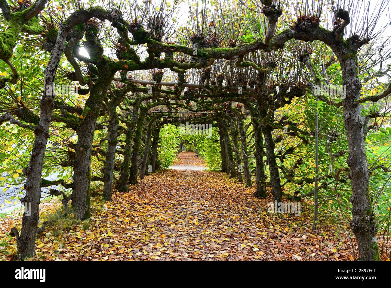 Linden arcade in the park Stock Photo - Alamy