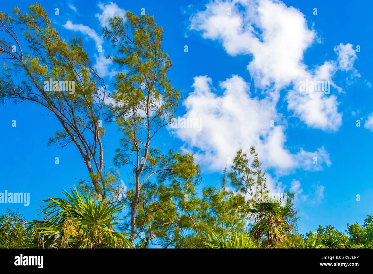 Tropical mexican caribbean beach palm trees and fir trees in jungle ...