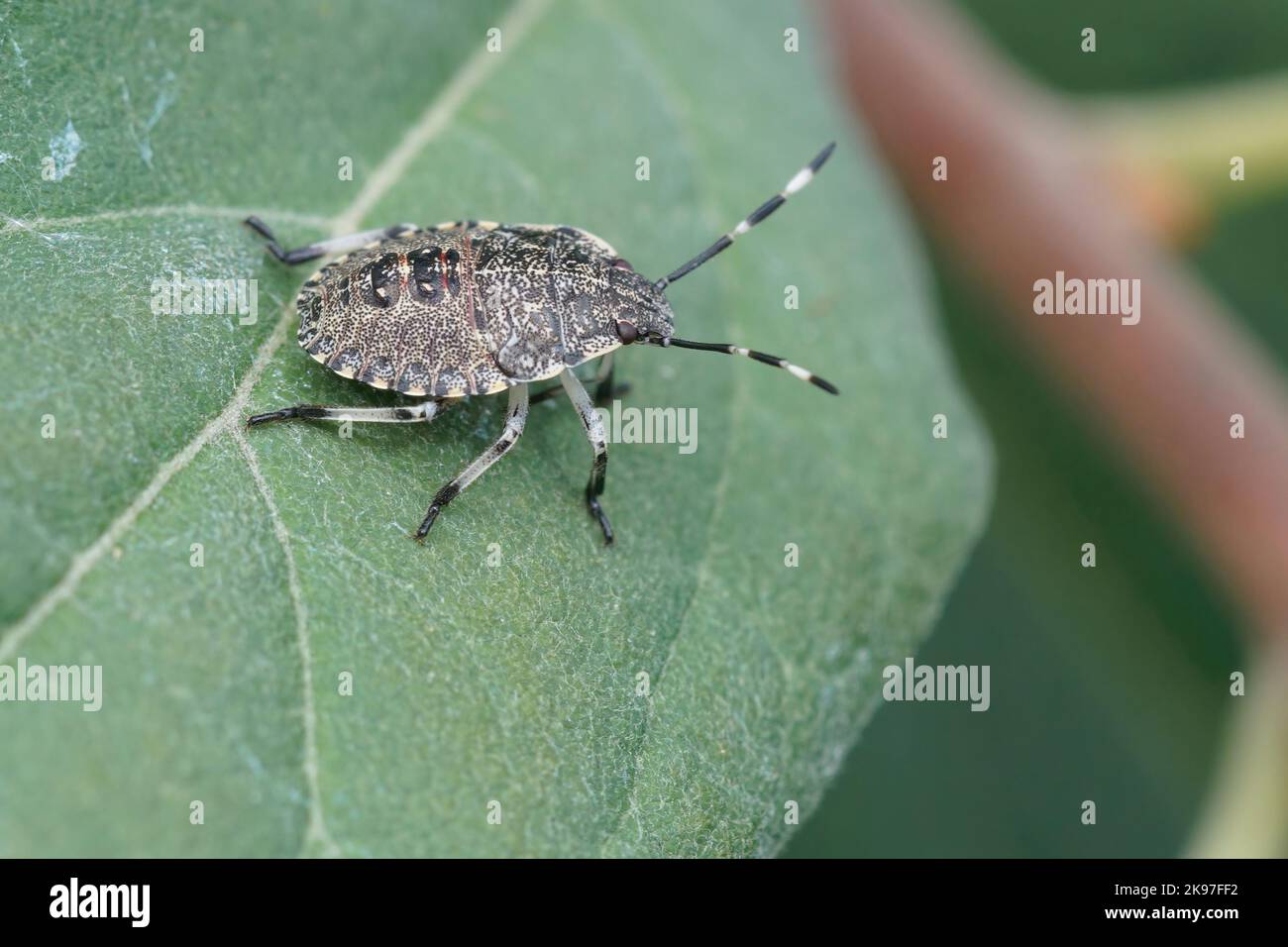Juvenile stink bug hi-res stock photography and images - Alamy