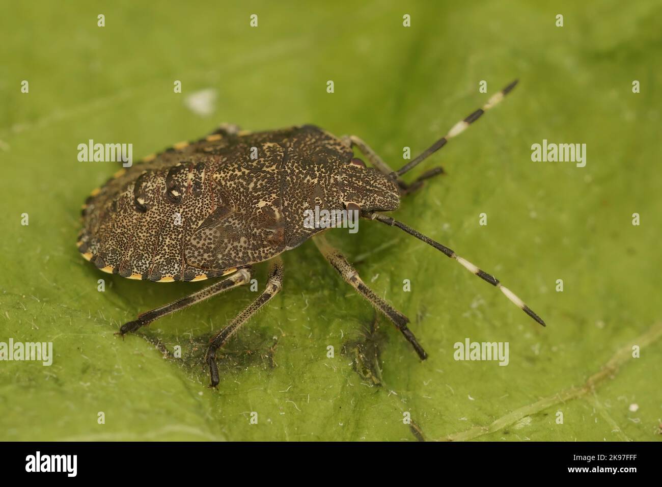 Closeup on the European mottled shieldbug, Rhaphigaster nebulosa ...