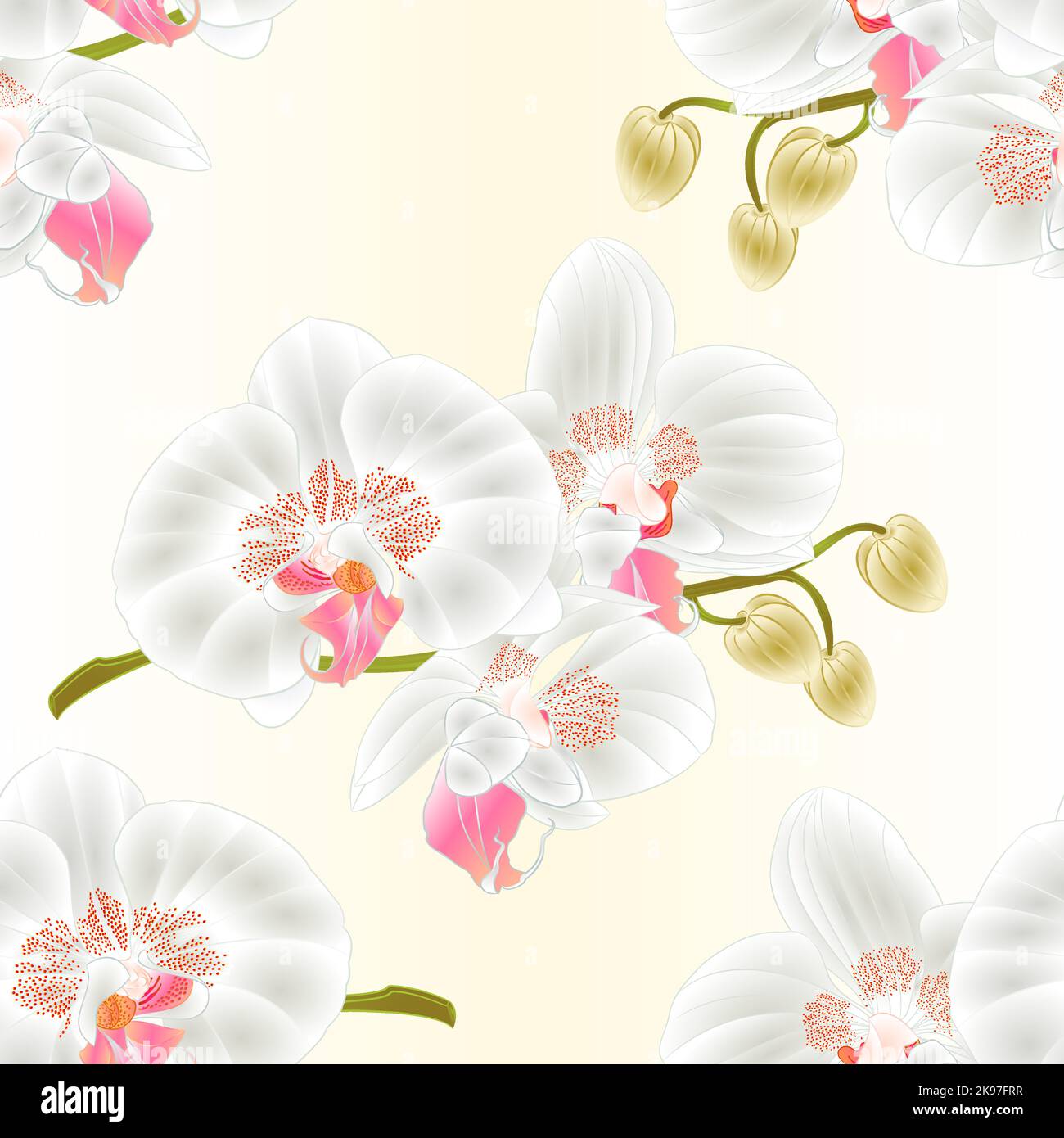 Seamless Texture Orchid White Phalaenopsis Stem With Flowers And Buds