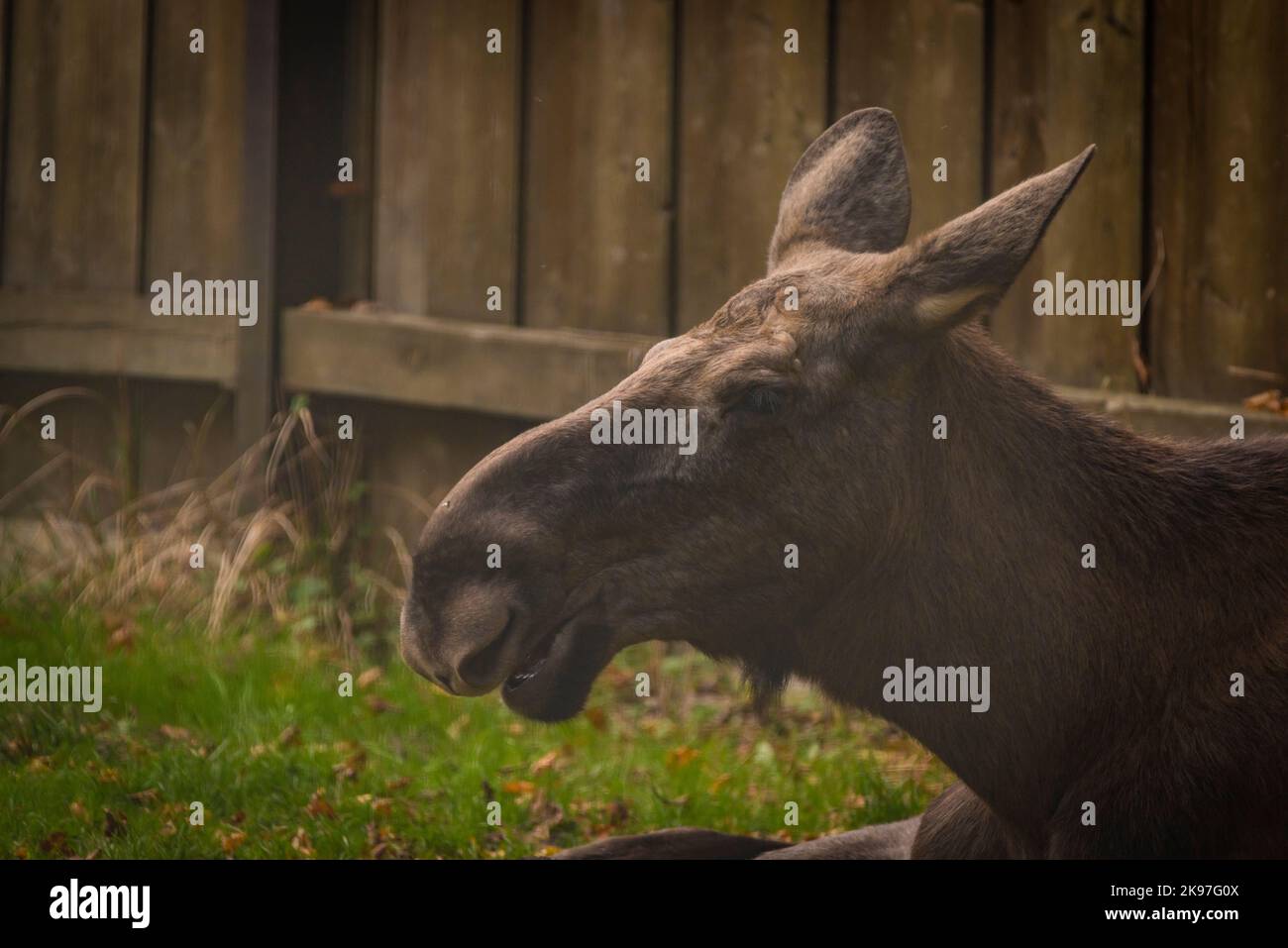 Svalbard dwarf reindeer hi-res stock photography and images - Alamy