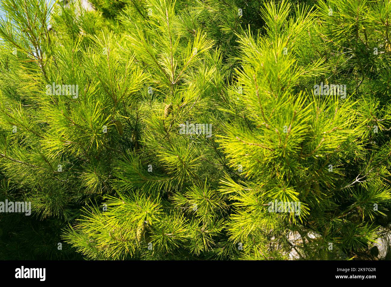 Pine trees on the beach, close up view Stock Photo - Alamy