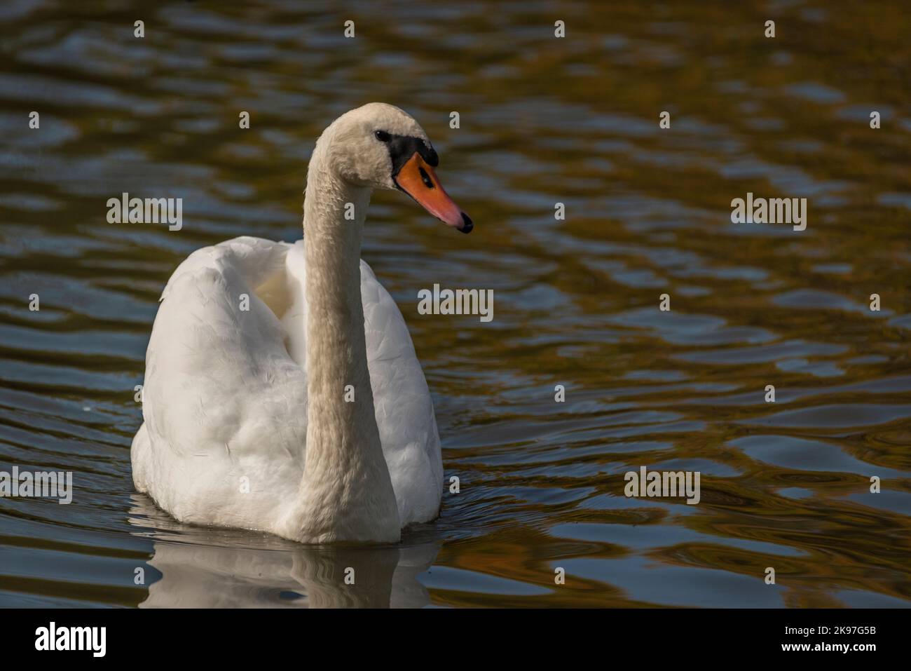 Swan white bird on dirty pond in autumn sunny fresh hot day Stock Photo ...