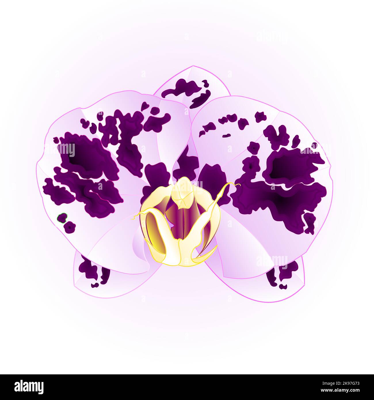 Branch orchid phalaenopsis spotted Stock Vector Images - Alamy