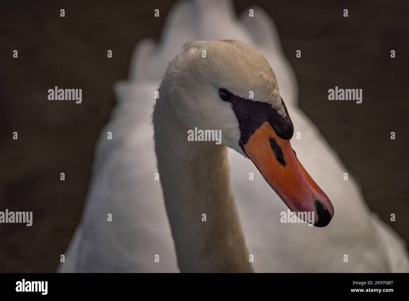 Swan white bird on dirty pond in autumn sunny fresh hot day Stock Photo ...