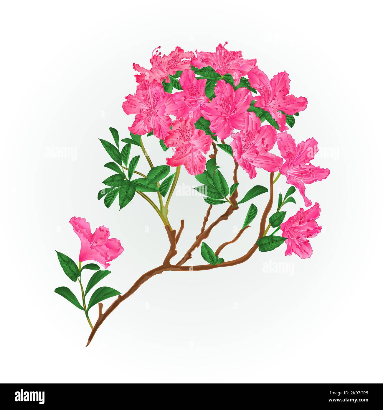 Pink rhododendron branch mountain shrub vintage vector illustration ...