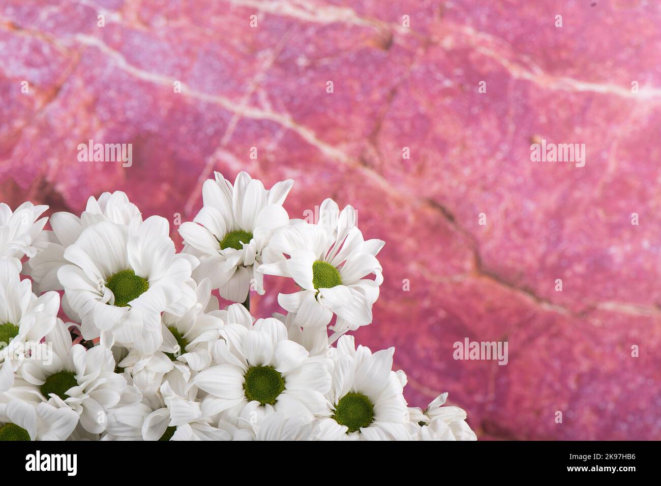 White daisy chrysanthemums on a pink granite background with space for ...