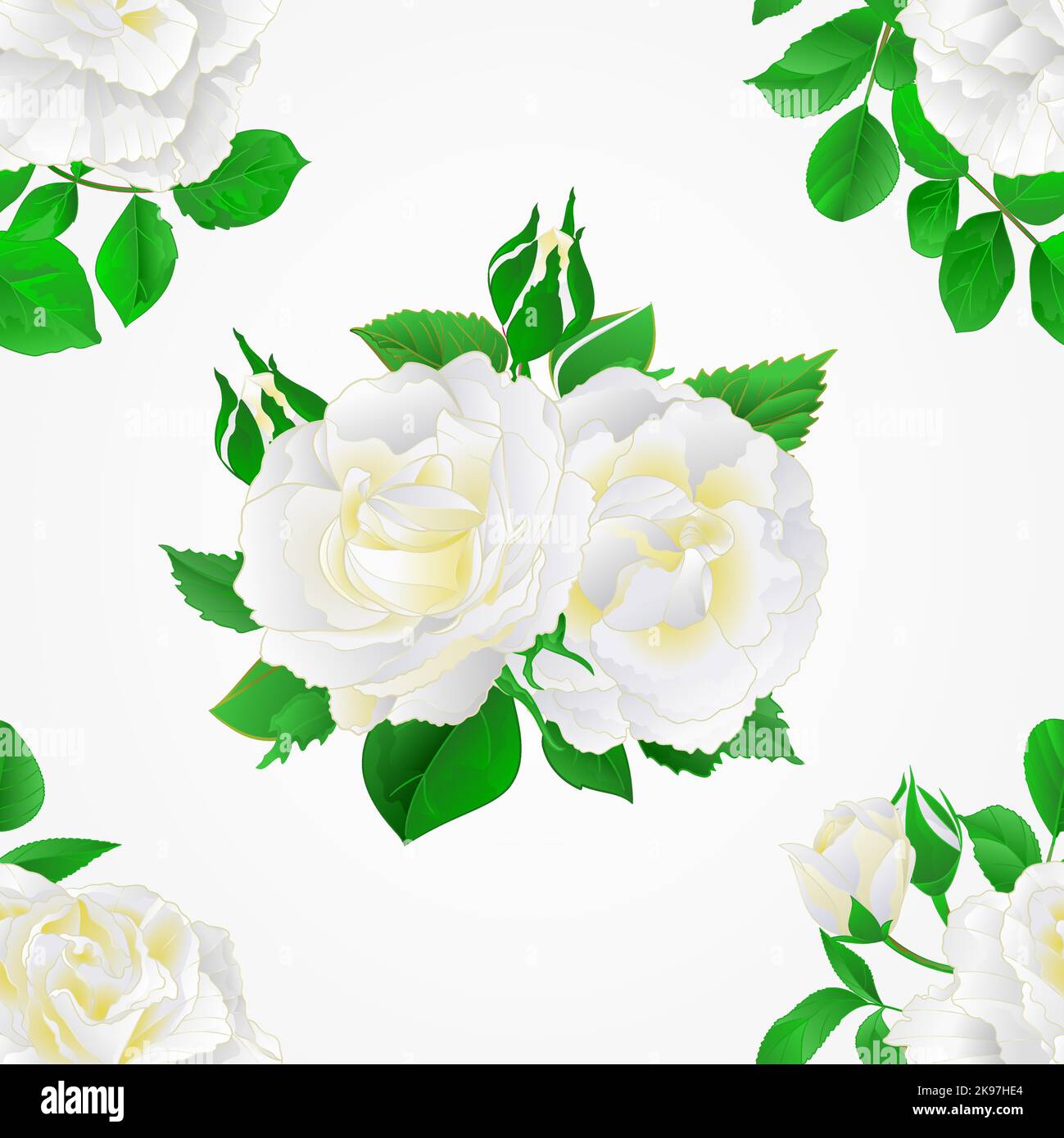 Seamless texture white Roses with buds and leaves vintage Festive background vector botanical ...