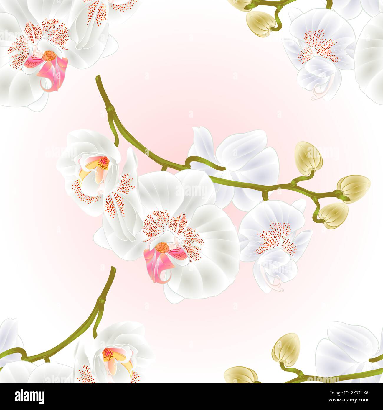 Seamless texture branch orchids flowers white Phalaenopsis tropical ...