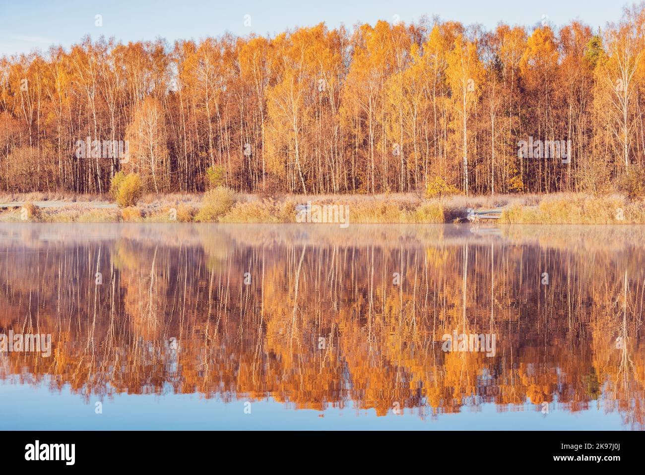 Forest by the lake at early autumn morning Stock Photo - Alamy