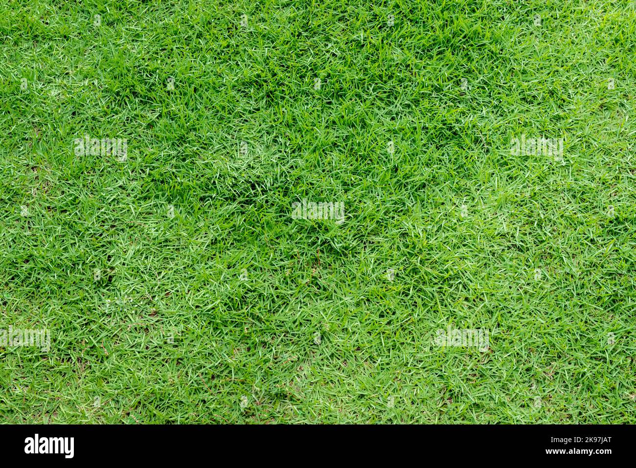 Green fresh grass forming texture and background Stock Photo - Alamy