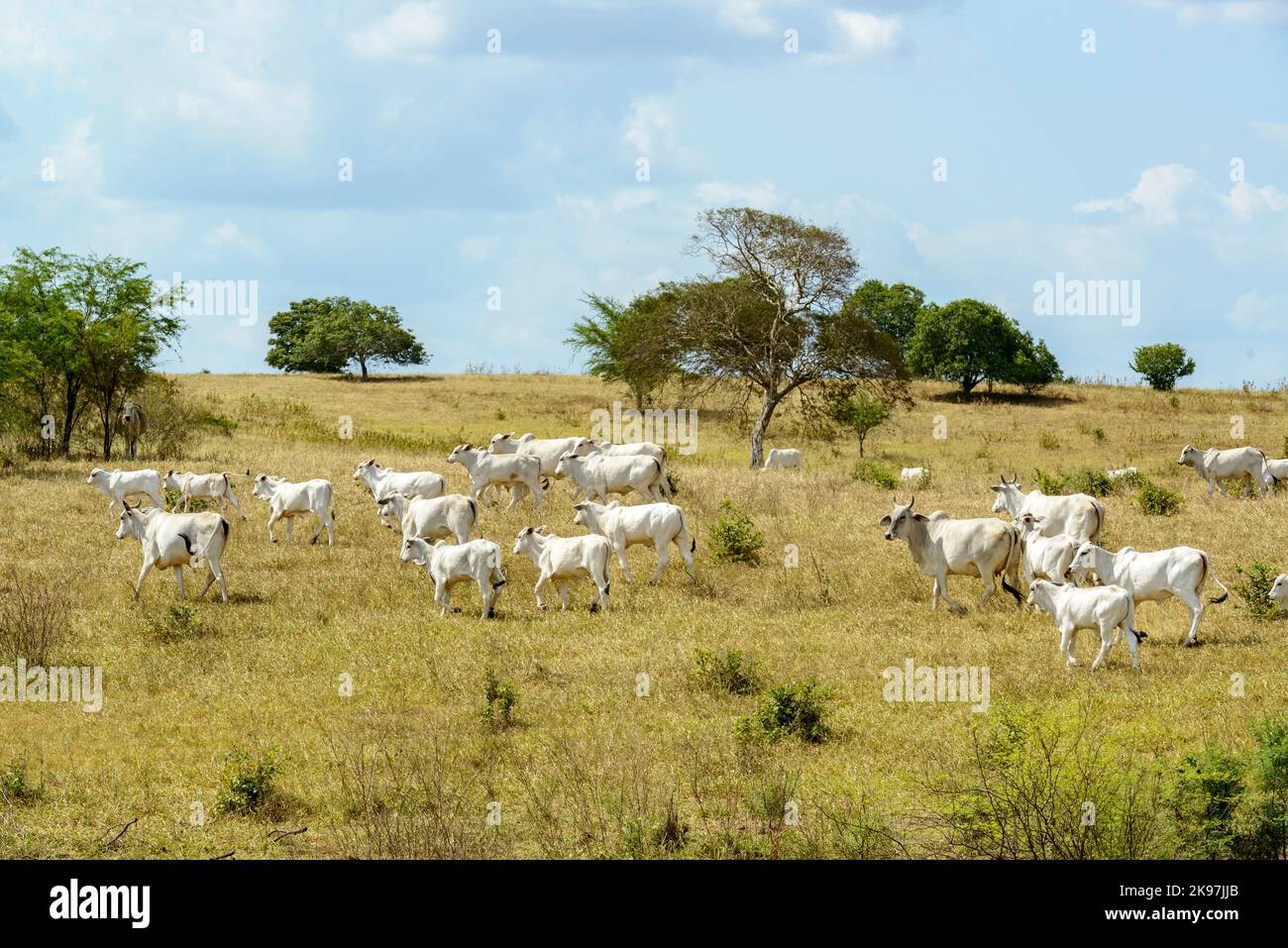 Nelore cattle in the pasture, in Campina Grande, Paraiba, Brazil ...