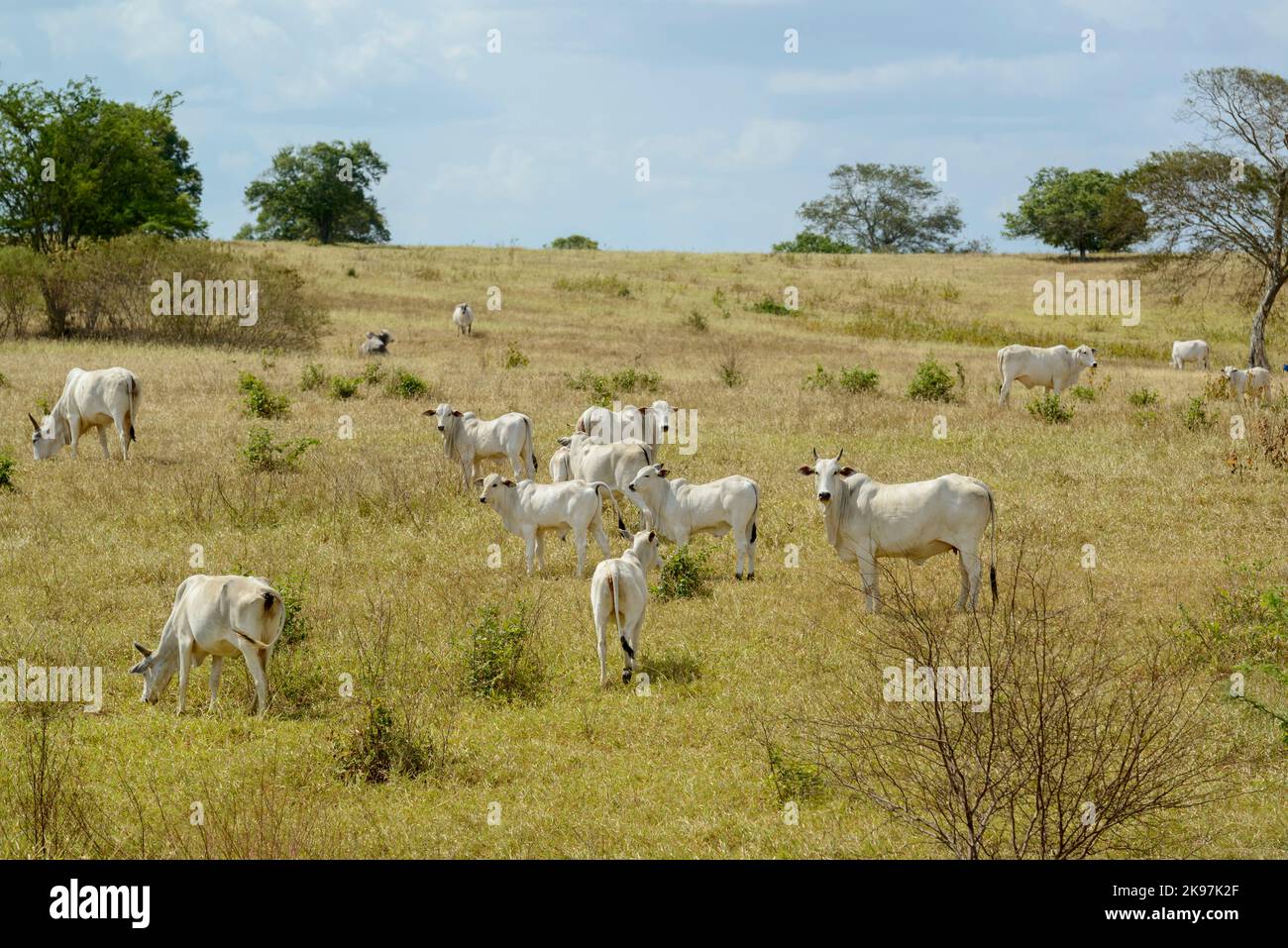 Nelore cattle in the pasture, in Campina Grande, Paraiba, Brazil ...