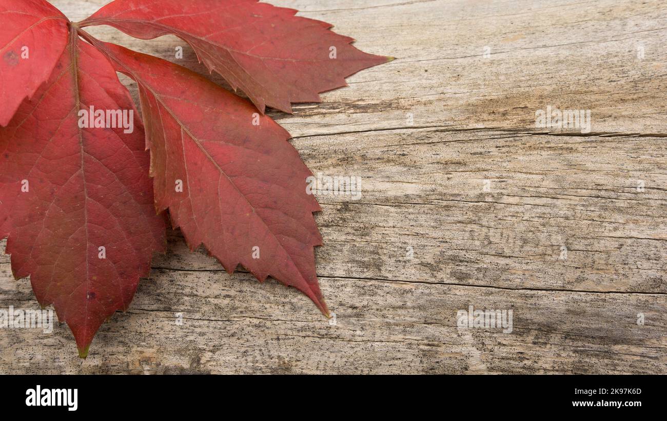 Autumn leaf red color in natural tree bark wood background Stock Photo ...