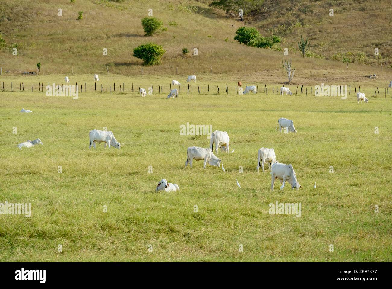 Cattle. Herd of Nelore cattle in the pasture. Brazilian livestock Stock ...