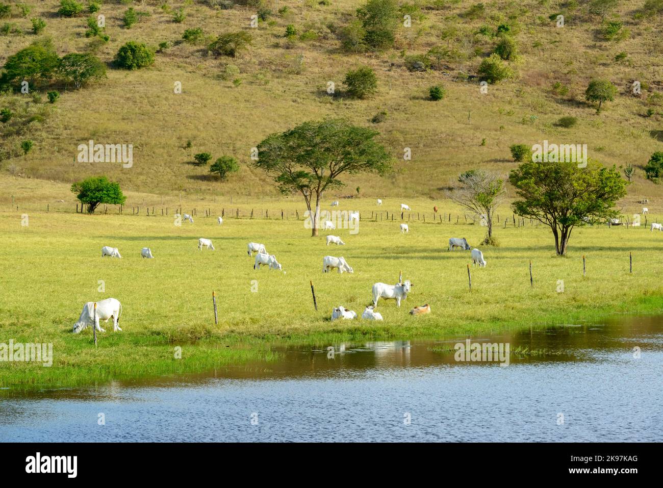 Cattle. Herd of Nelore cattle in the pasture. Brazilian livestock Stock ...