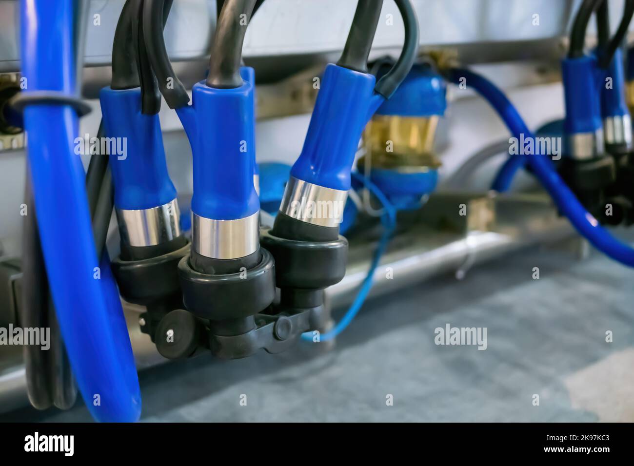 Teat cups of automated cow milking suction machine Stock Photo - Alamy