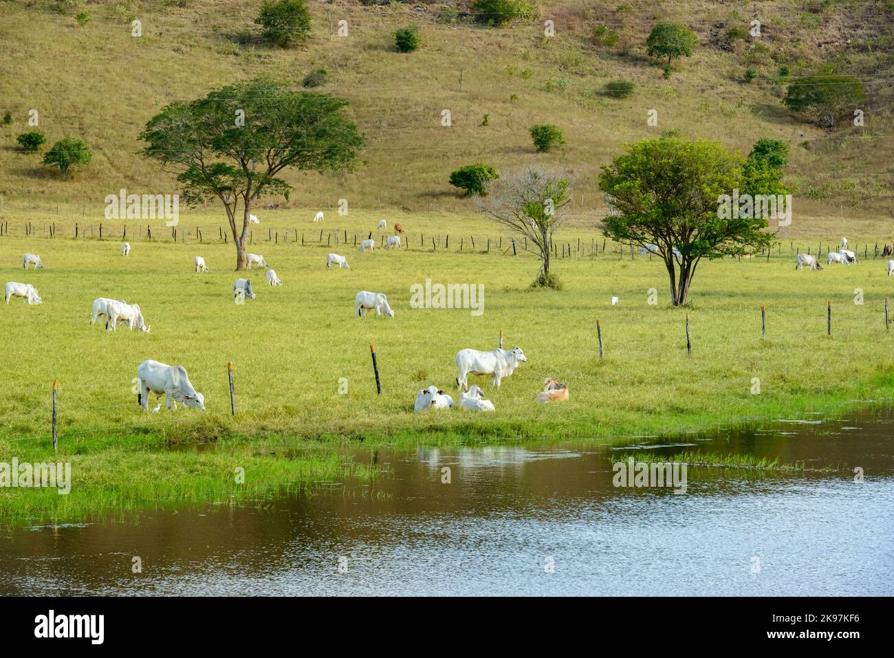 Cattle. Herd of Nelore cattle in the pasture. Brazilian livestock Stock ...