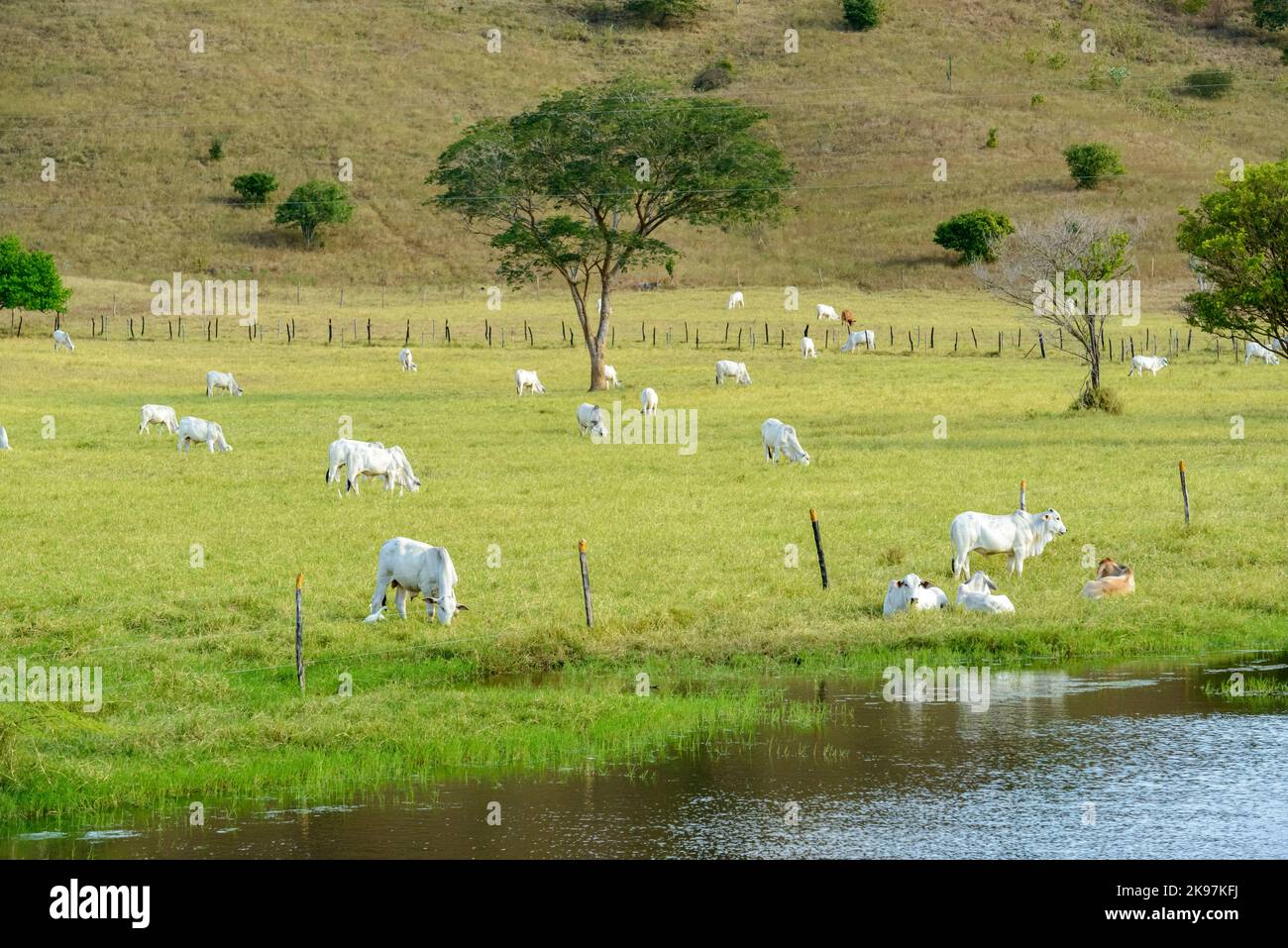 Cattle. Herd of Nelore cattle in the pasture. Brazilian livestock Stock ...