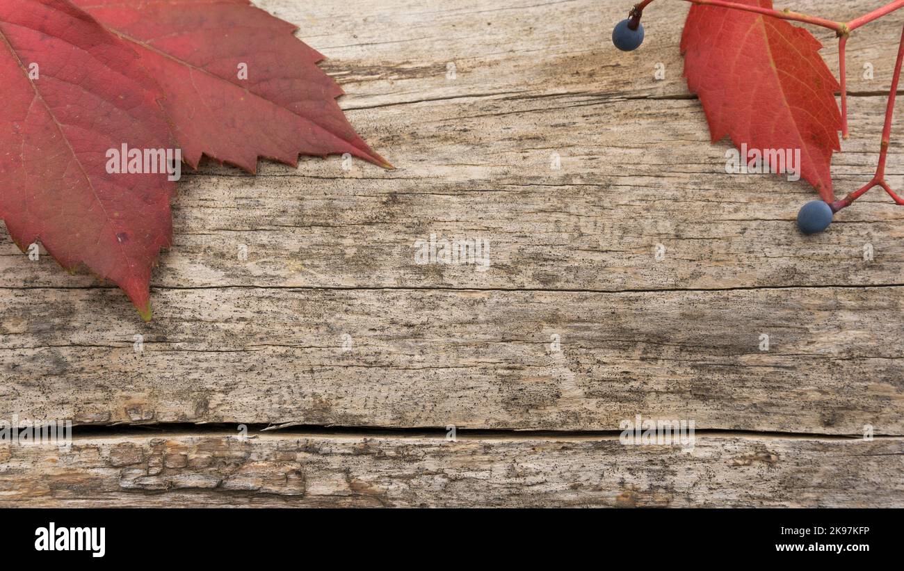 Autumn leaf red color in natural tree bark wood background images Stock ...