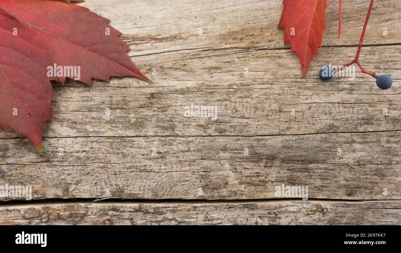 Natural wood bottom of tree bark with red color autumn leaf and purple ...