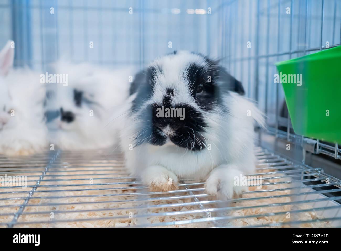 Fluffy rabbit in the cage at agricultural animal exhibition, market ...