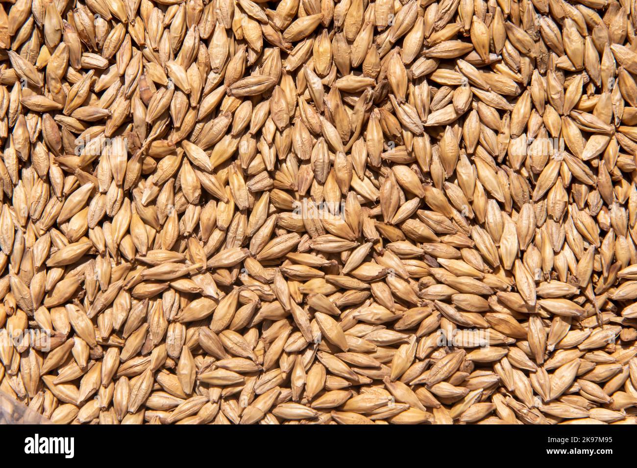pilsen malt grain forming texture for framed background Stock Photo - Alamy
