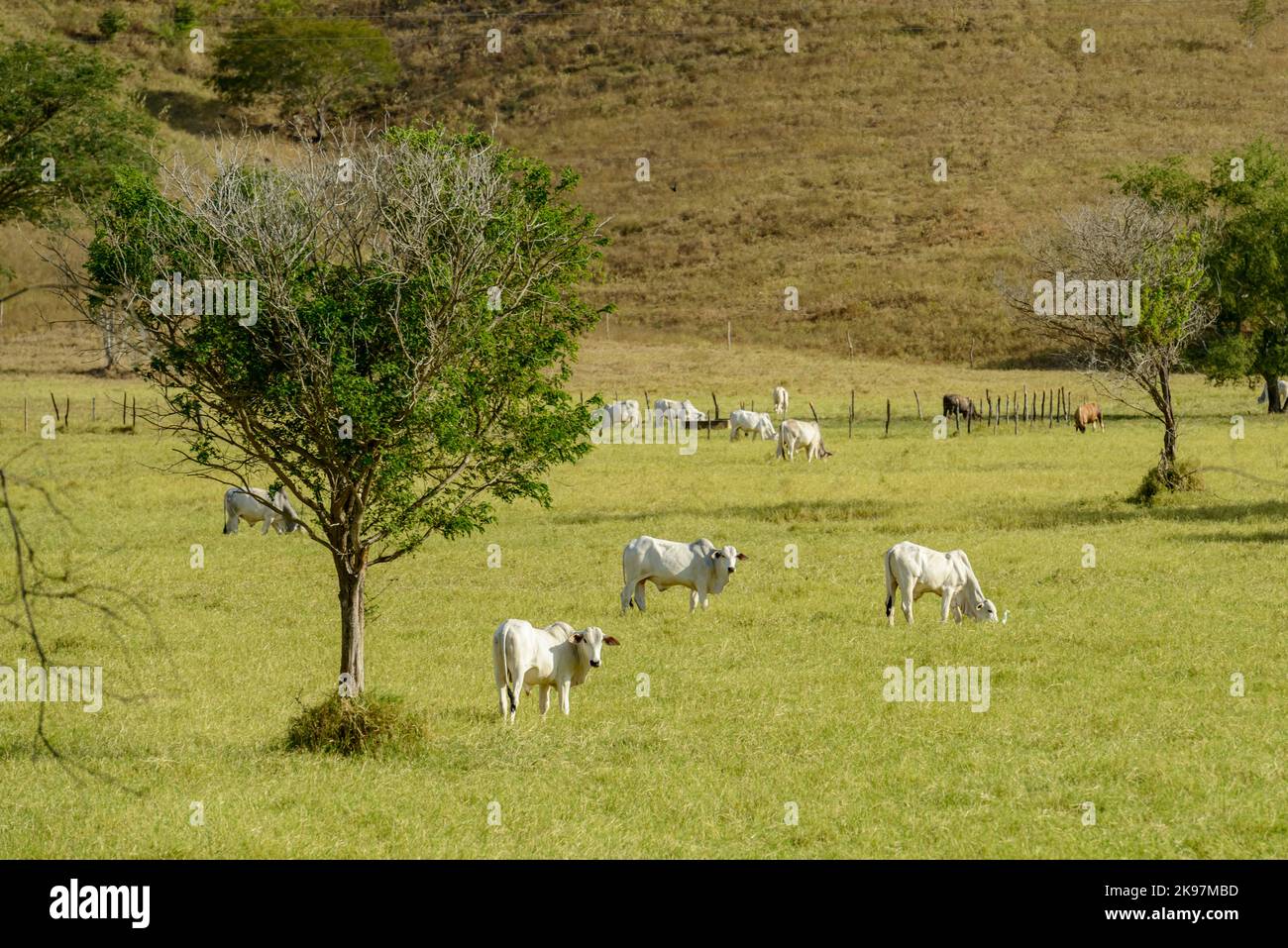 Cattle. Herd of Nelore cattle in the pasture. Brazilian livestock Stock ...