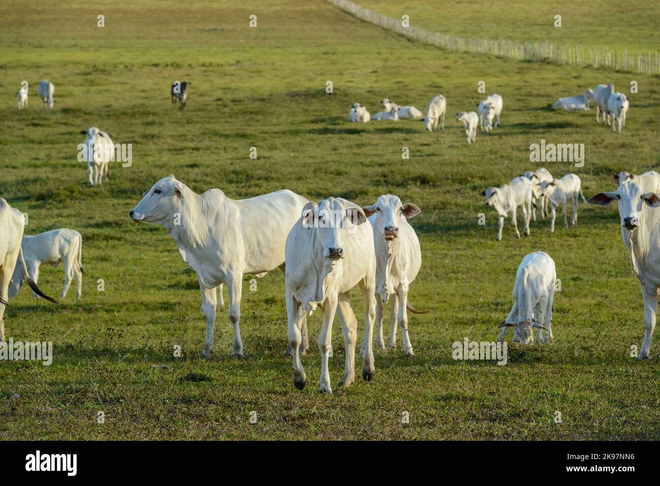 Cattle. Herd of Nelore cattle in the pasture, in the late afternoon ...