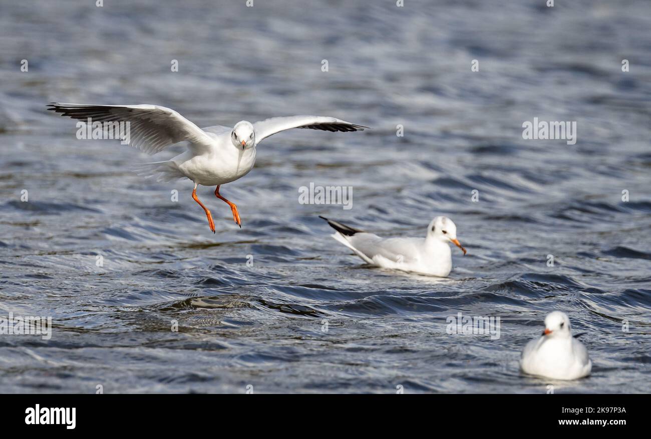 Close up of a black headed gull coming into land with wings spread on ...