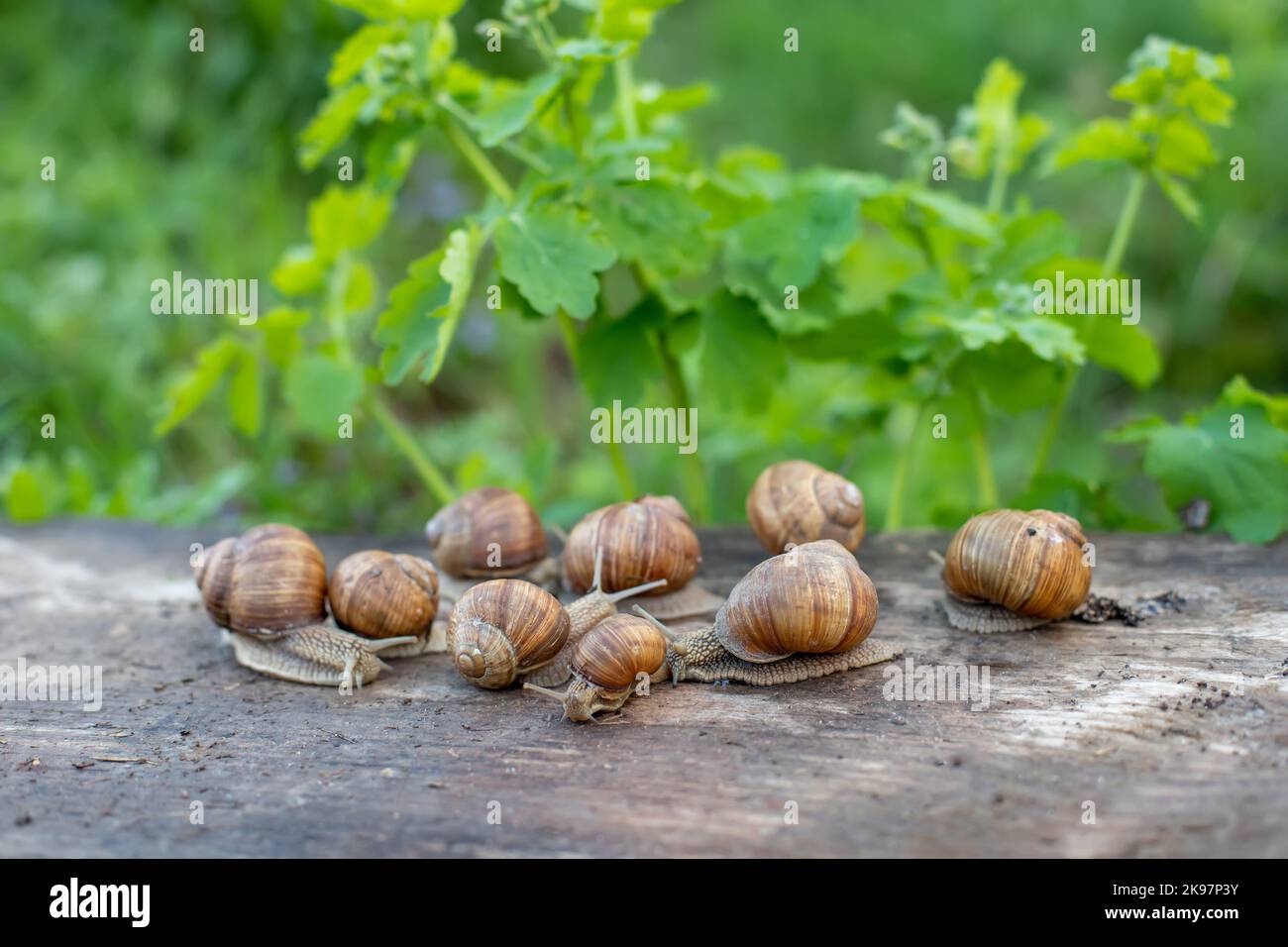 many Helix pomatia, Burgundy snail, Roman snail, edible snail or ...