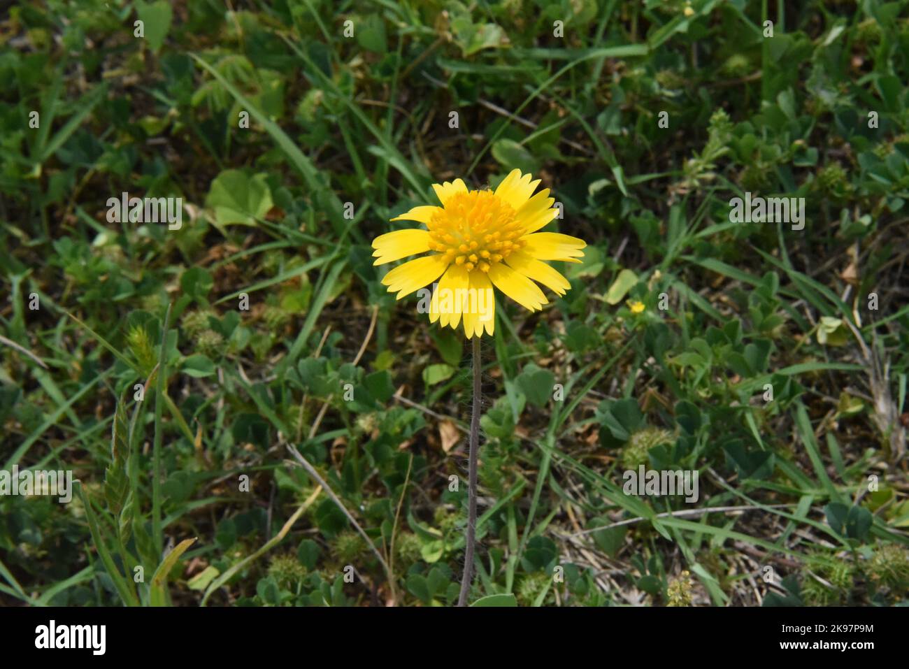 Single yellow flower hi-res stock photography and images - Alamy