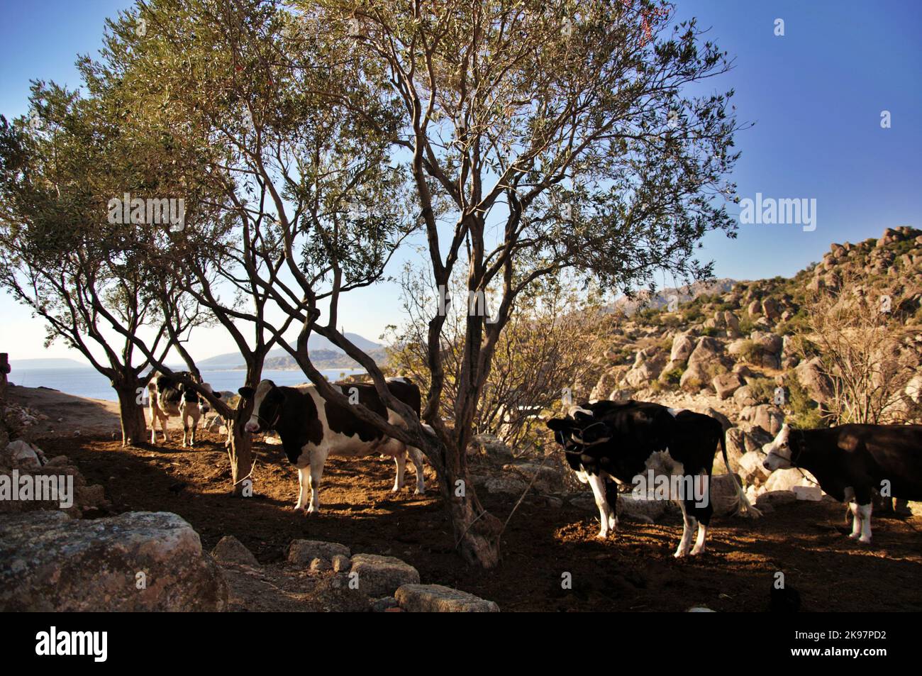Cows waiting to be fed by the lake Stock Photo - Alamy