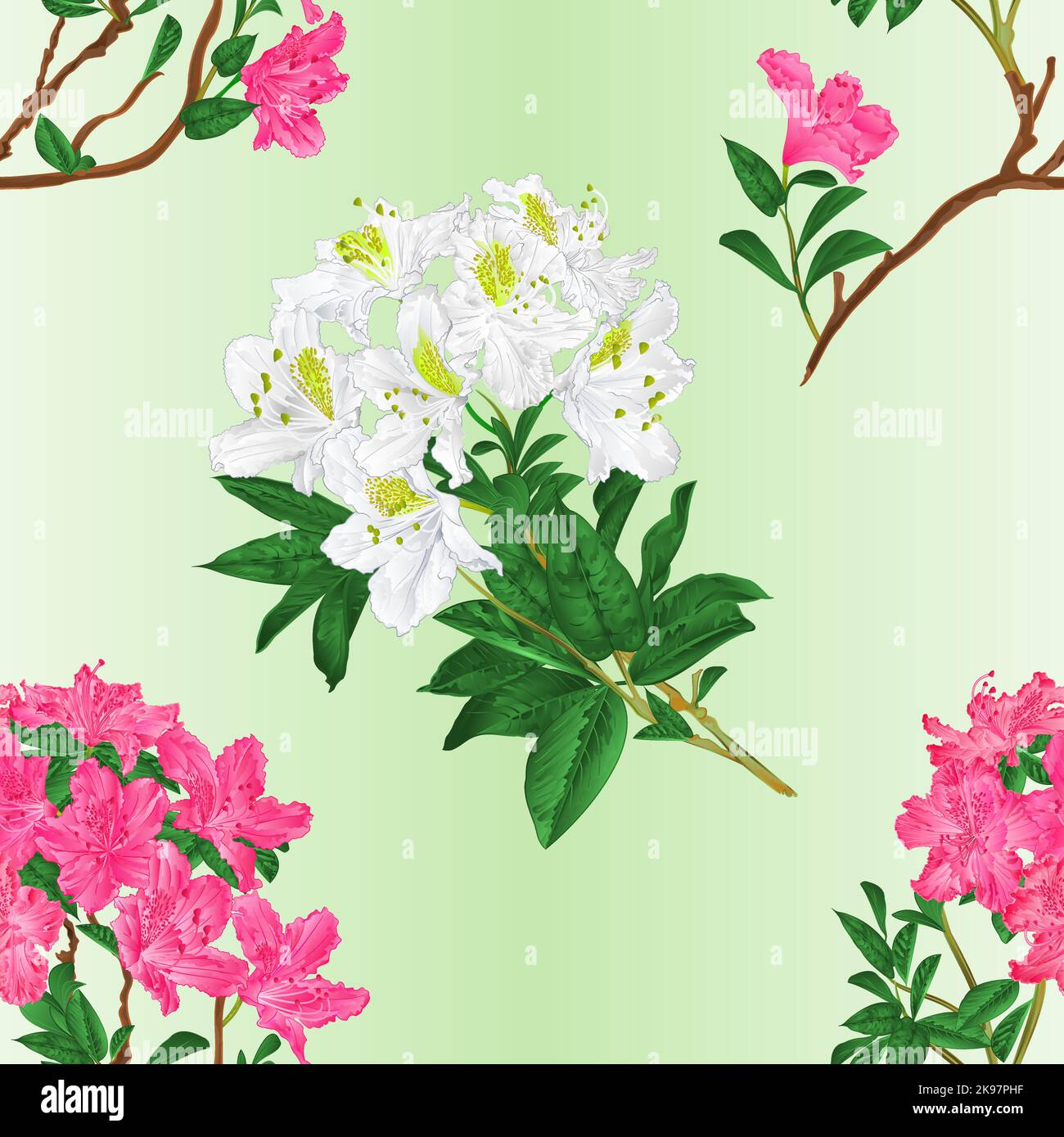 Seamless texture pink and white rhododendron branch vintage vector ...