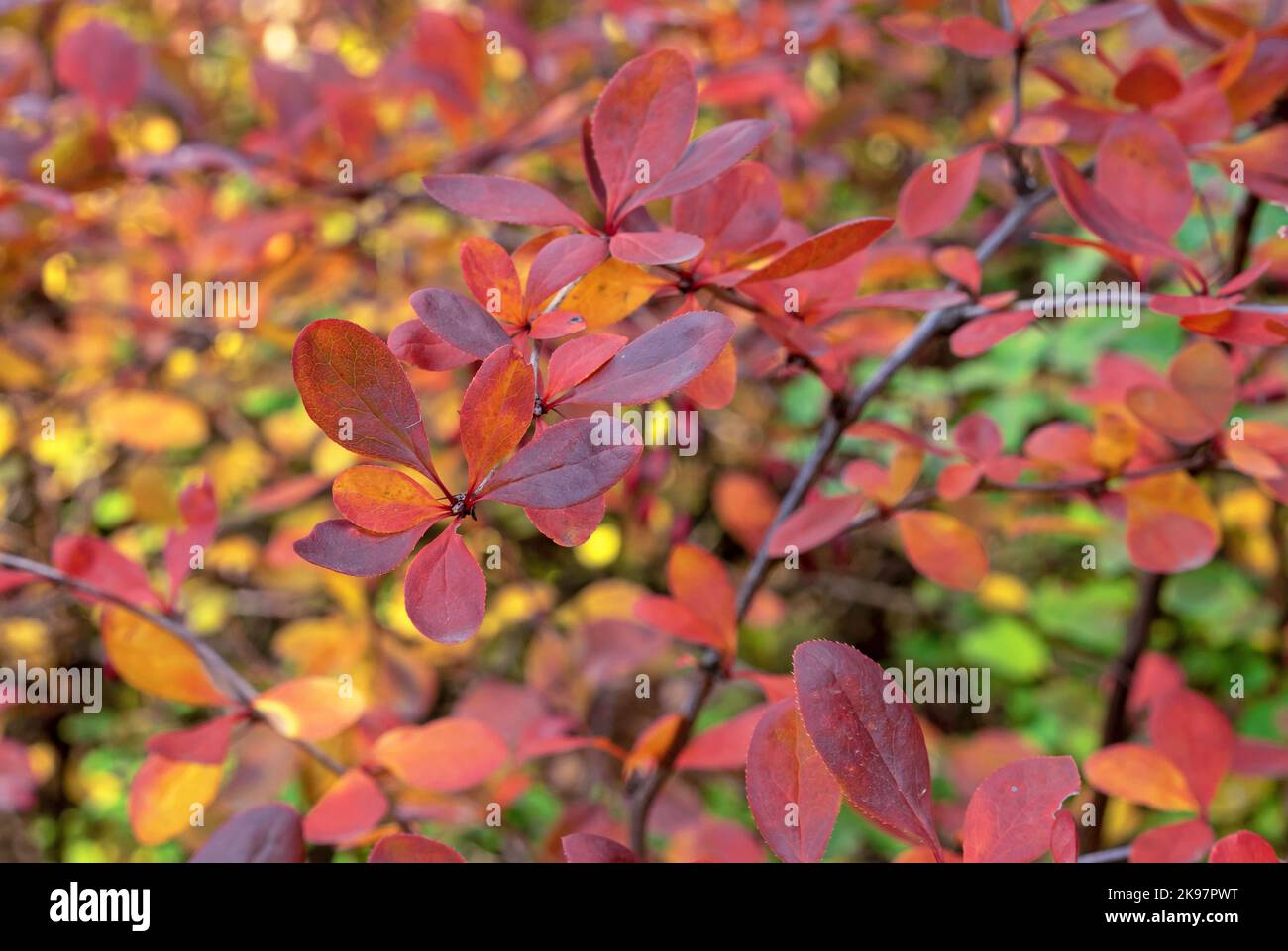 Purple-red leaves of Thunberg's barberry or Japanese barberry in autumn ...
