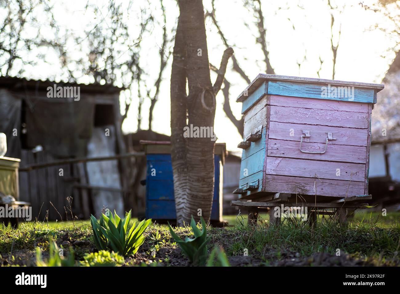 old wooden hives on apiary under cherry tree. Hives bloom ingesday in ...