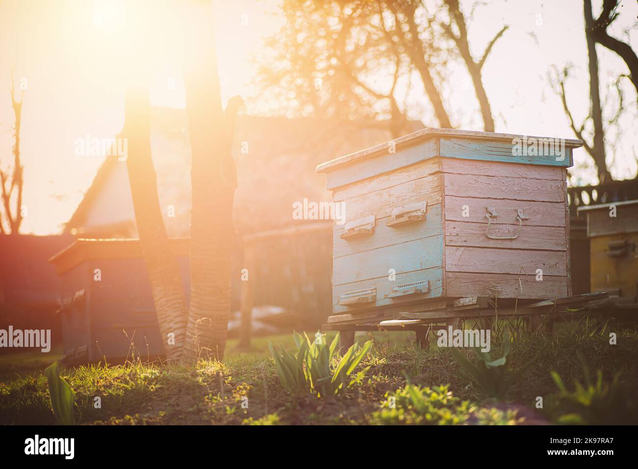 old wooden hives on apiary under cherry tree. Hives bloom ingesday in ...