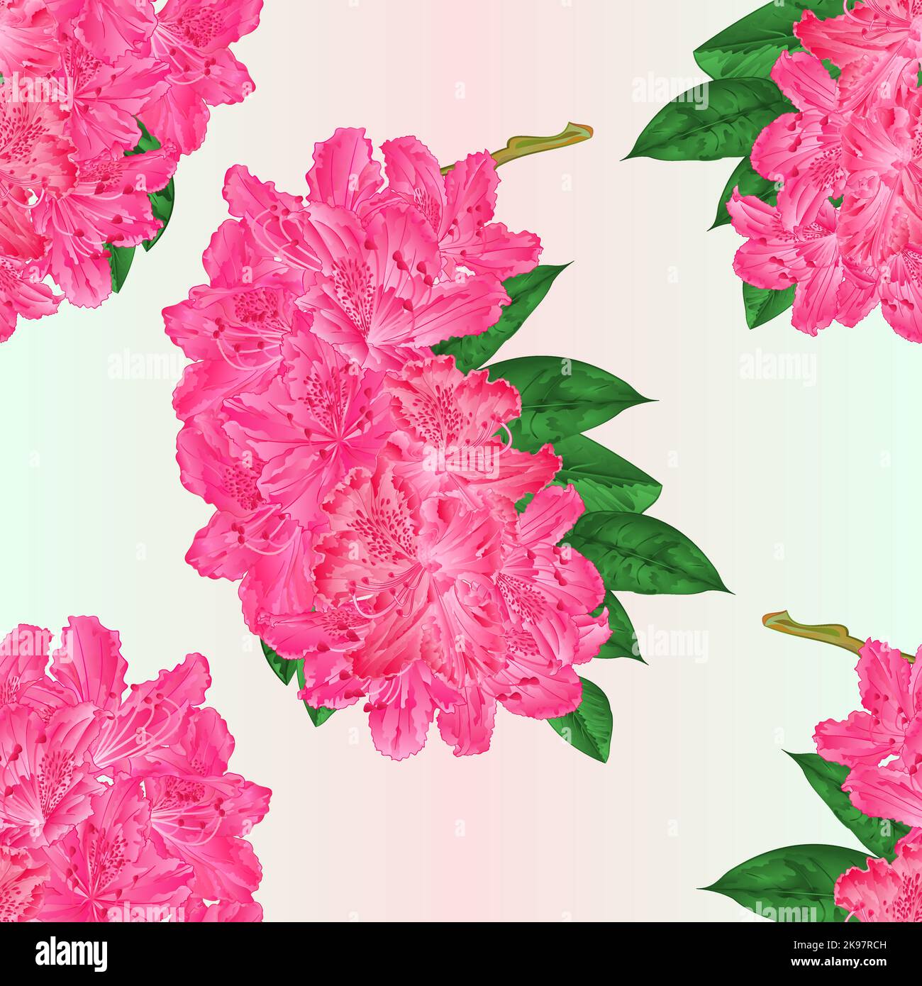 Seamless texture branch pink flowers rhododendron mountain shrub ...